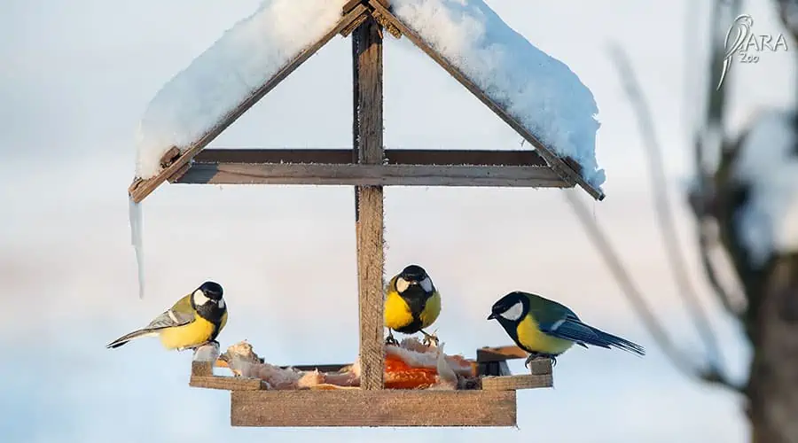 Sikorki w Polsce Co jedzą Jak wygląda sikorka bogatka, uboga i modra