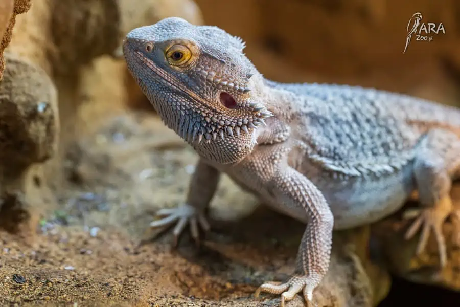 Agama brodata – poznaj tajniki hodowli! Jakie terrarium dla agamy