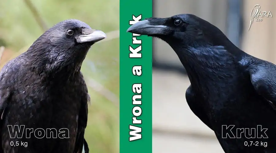 Wrona siwa, czarna i orientalna - ptaki krukowate w Polsce