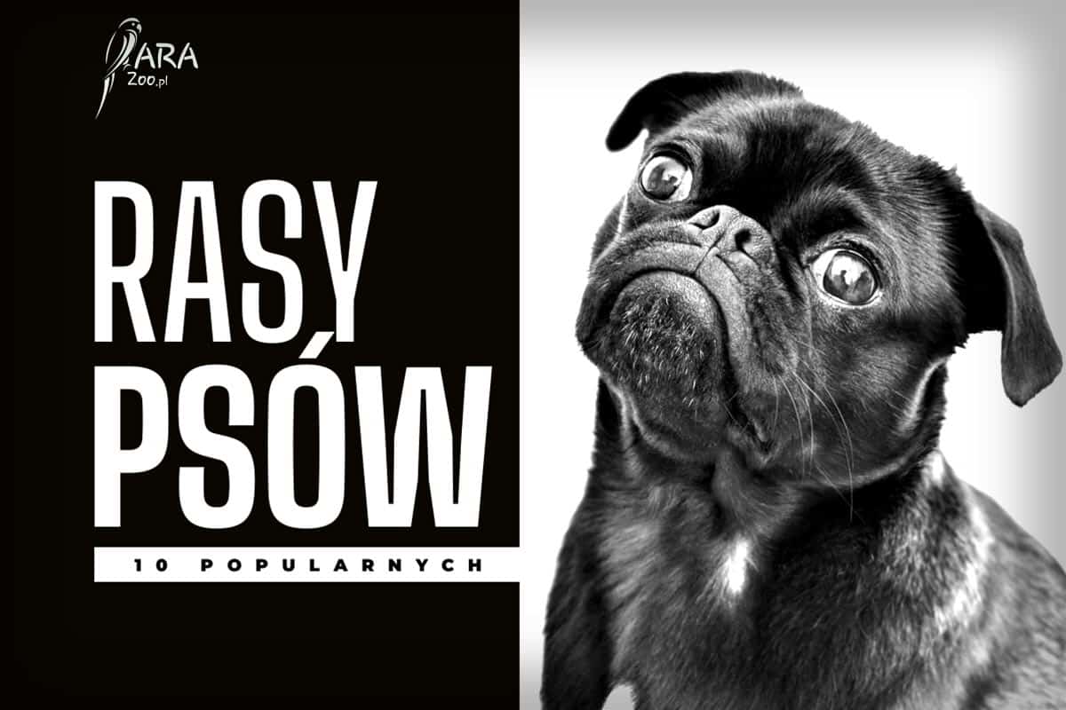 Rasy psów dużych i małych - 10 najpopularniejszych ras