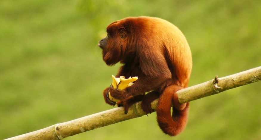 Best All-Inclusives for Hanging Out With Monkeys | Best All Inclusive