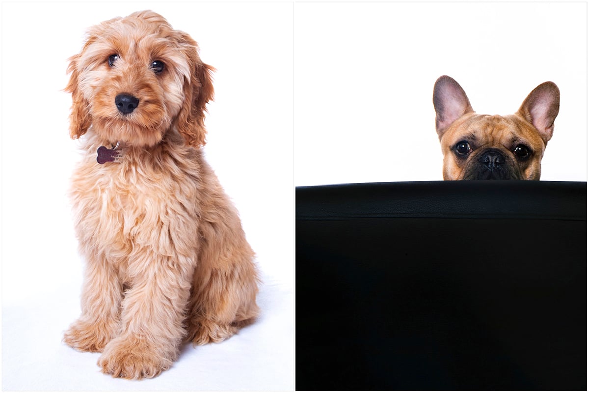 Pet Photo Shoot Weekend March | Daniel James Photography