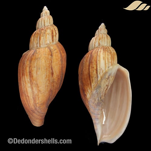 Volutidae Archives - De Donder Shells