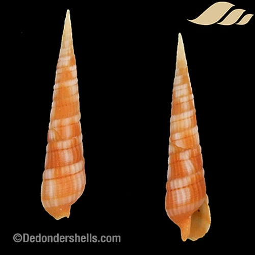 Terebridae Archives - De Donder Shells