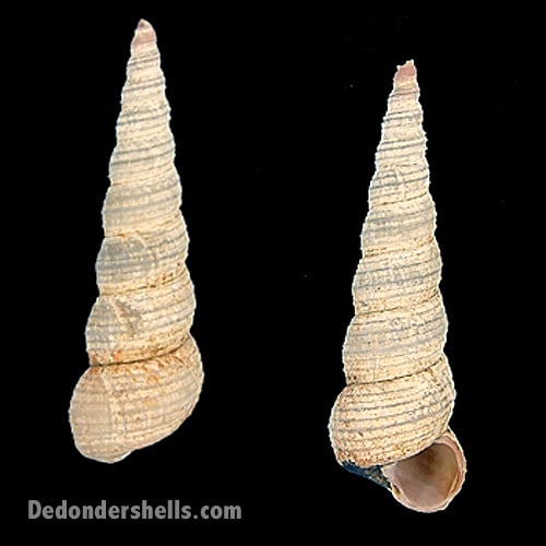 Turritellidae Archives - De Donder Shells