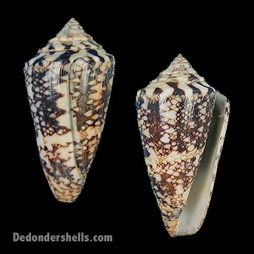 Conus locumtenens 6 - De Donder Shells