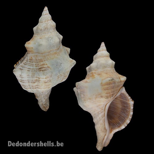 Pleuroploca trapezium 7 - De Donder Shells