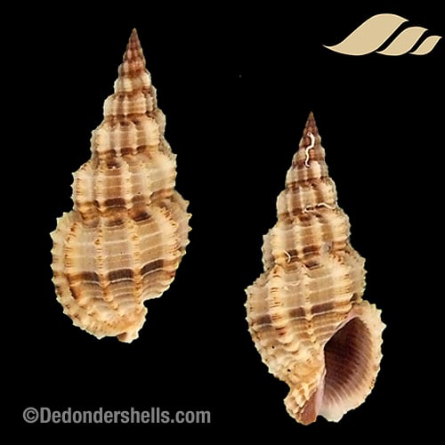 Phos senticosus 9 - De Donder Shells