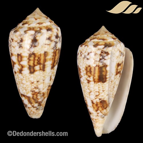 Shop - De Donder Shells
