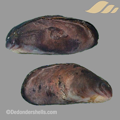 Mytilidae Archives - De Donder Shells