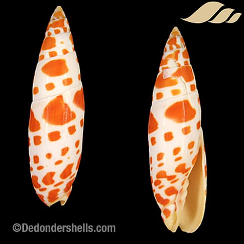 Mitridae Archives - De Donder Shells