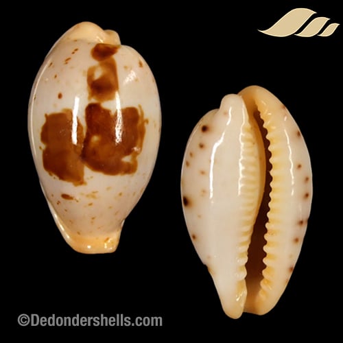 Cypraea saulae 11 - De Donder Shells