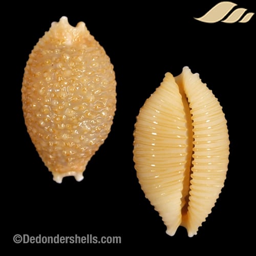Cypraeidae Archives - Page 5 of 13 - De Donder Shells