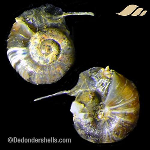 Shop - De Donder Shells