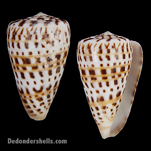 Conus pulcher byssinus 14 - De Donder Shells