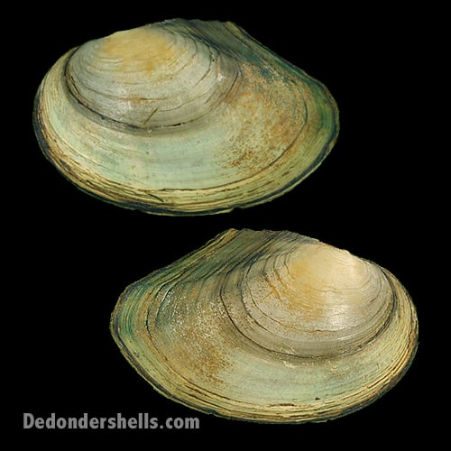 Unionidae Archives - De Donder Shells