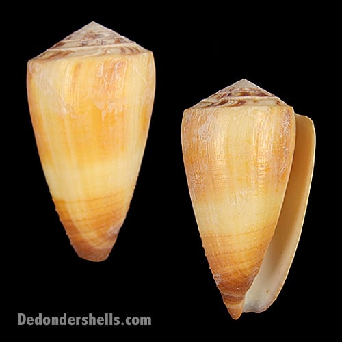 Conus ferrugineus 2 - De Donder Shells
