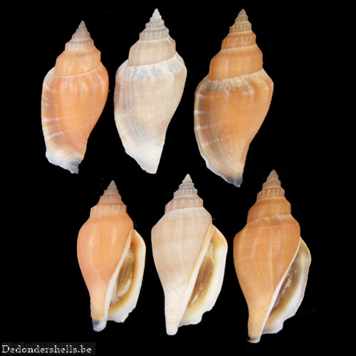 Strombidae Archives - Page 2 of 2 - De Donder Shells