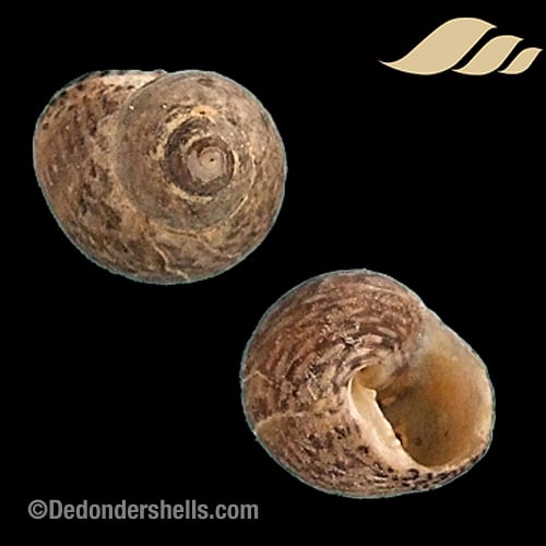Clanculus jussieui 3 - De Donder Shells