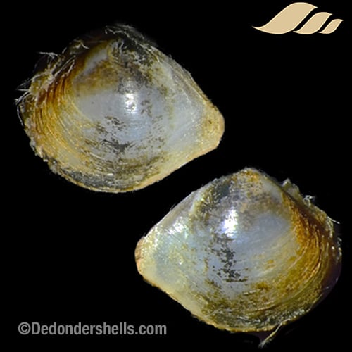 Cuspidariidae Archives - De Donder Shells