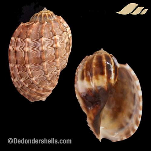 Shop - De Donder Shells