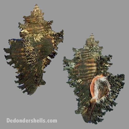 Chicoreus brunneus 5 - De Donder Shells