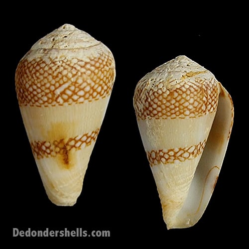 Conus mercator 12 - De Donder Shells