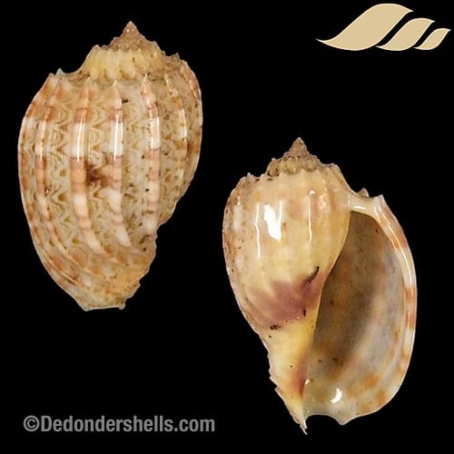 Harpa kajiyamai 6 - De Donder Shells