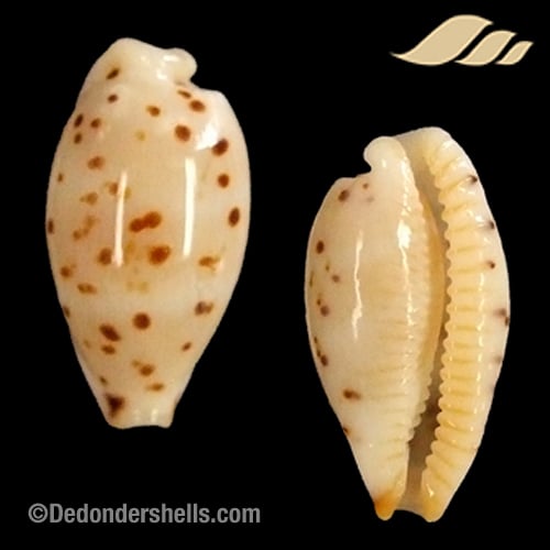 Cypraeidae Archives - Page 4 of 11 - De Donder Shells