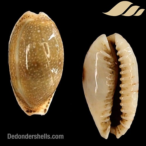 Cypraeidae Archives - Page 9 of 12 - De Donder Shells