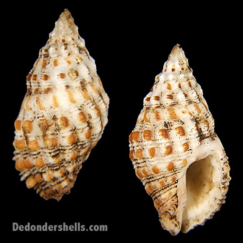 Drupella rugosa 2 - De Donder Shells
