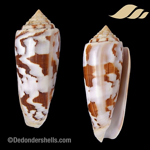 Conus gubernator 7 - De Donder Shells