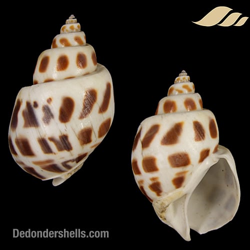Babyloniidae Archives - De Donder Shells