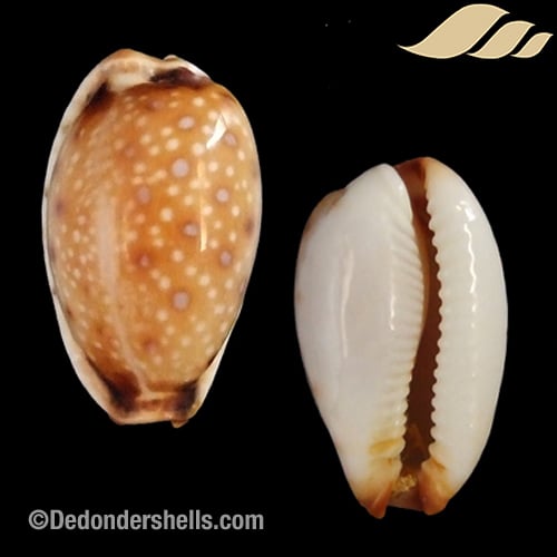 Shop - De Donder Shells