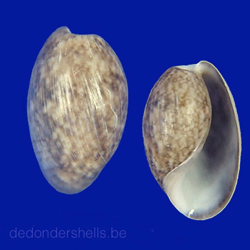 Bulla striata 8 - De Donder Shells