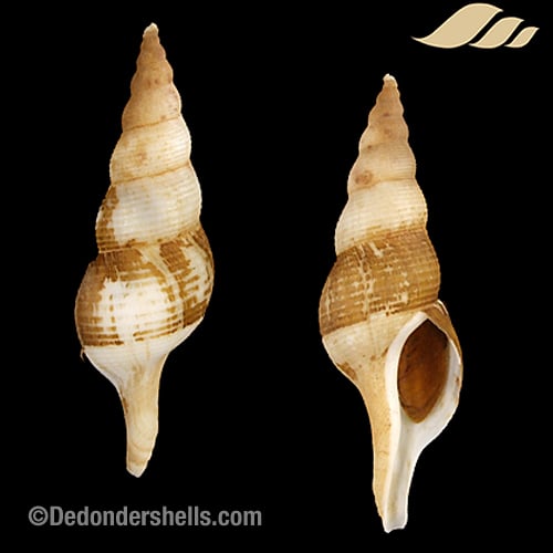 Amphibola crenata 1 - De Donder Shells