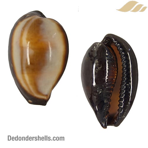 Cypraeidae Archives - Page 10 of 13 - De Donder Shells