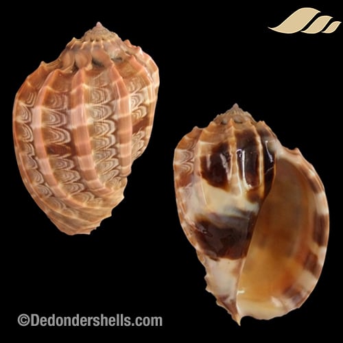 Shop - De Donder Shells