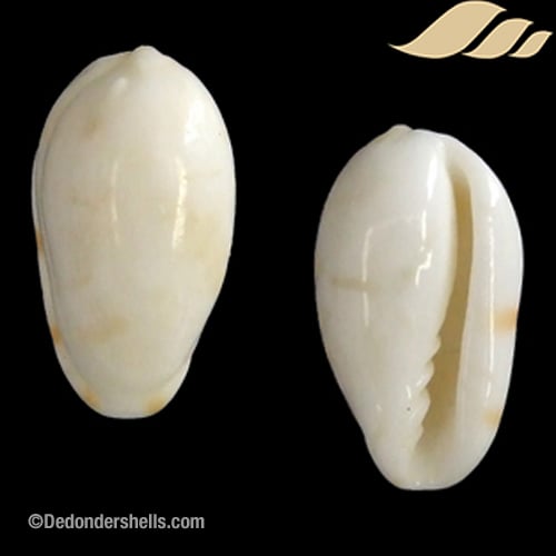 Marginellidae Archives - De Donder Shells