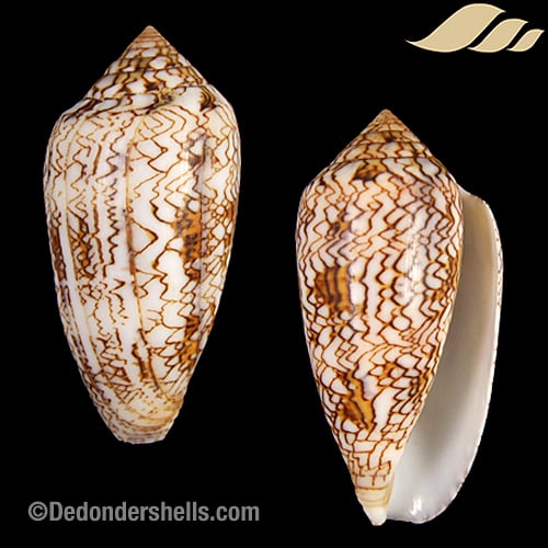Conus textile 5 - De Donder Shells