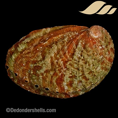 Haliotis tuberculata 34 - De Donder Shells
