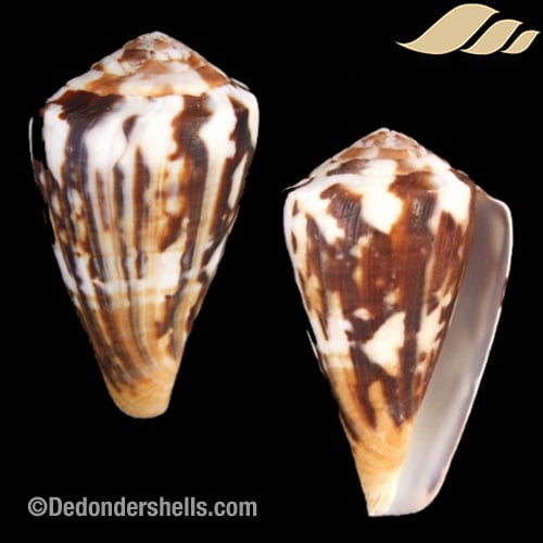 Shop - Page 2 of 121 - De Donder Shells
