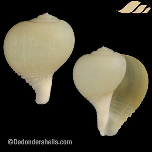 Shop - Page 2 of 121 - De Donder Shells