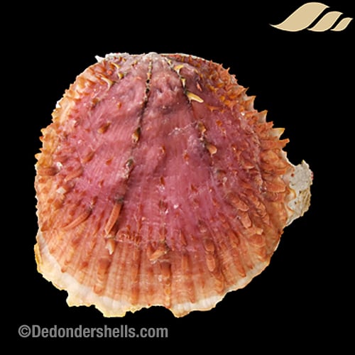Spondylus varius 12 - De Donder Shells