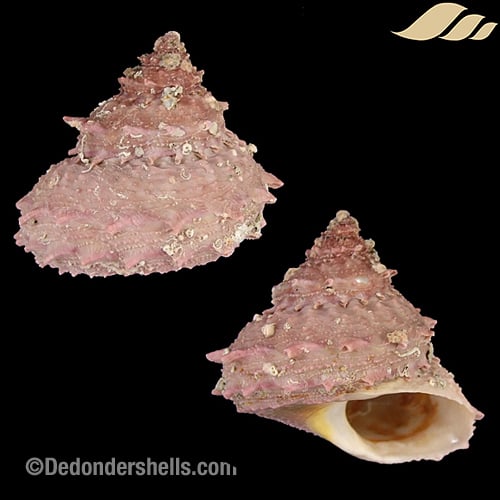 Bolma modesta 1 - De Donder Shells