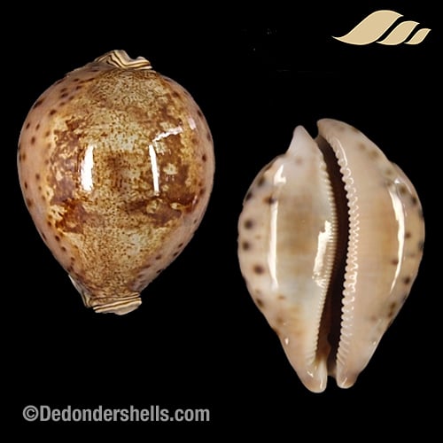 Shop - Page 2 of 121 - De Donder Shells