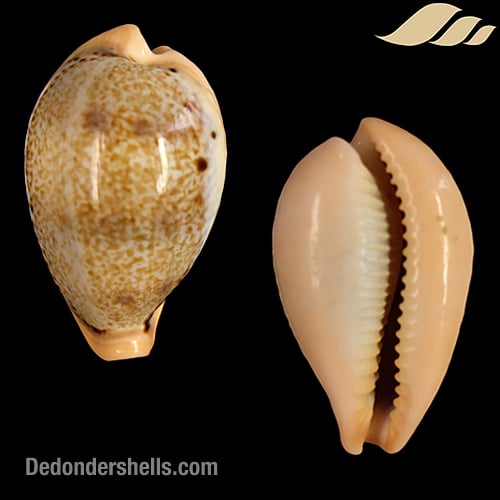 Cypraeidae Archives - Page 10 of 13 - De Donder Shells