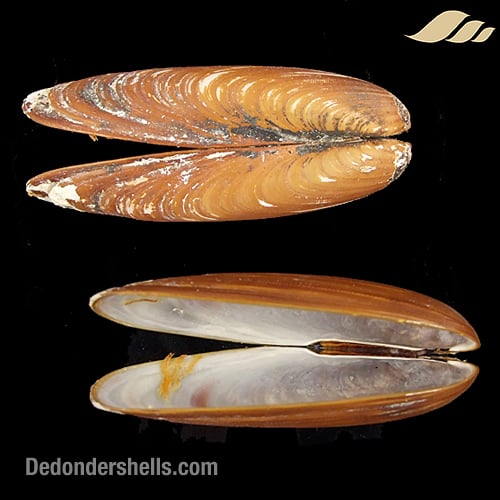 Modiolus modiolus 2 - De Donder Shells