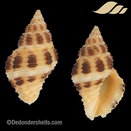 Pollia fumosa f. rubiginosa 2 - De Donder Shells