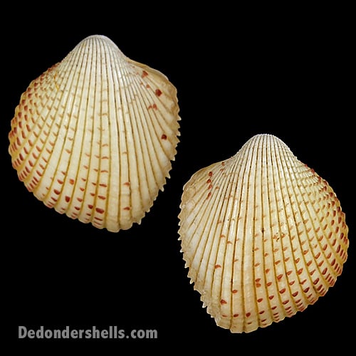 Fragum unedo 1 - De Donder Shells
